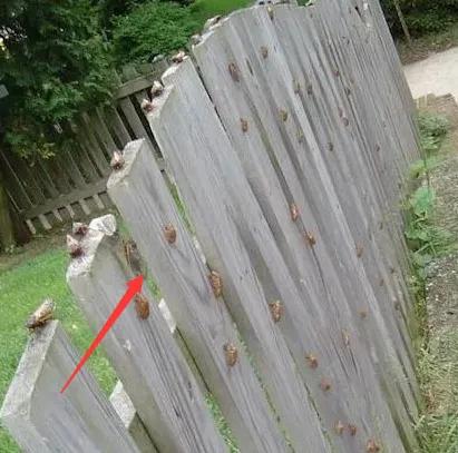 After 17 years of dormancy, billions of cicadas swept the United States ...