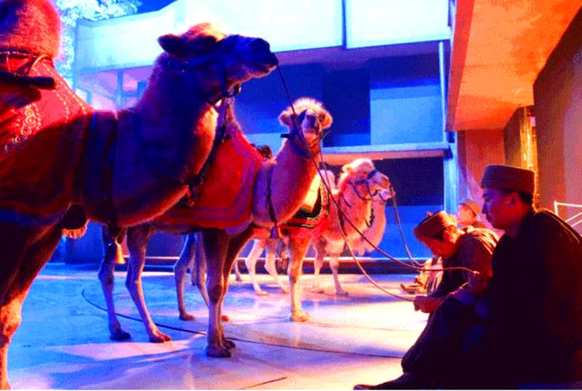 30 Siberian wolves starred in the legend of Camel Bell, do you dare to ...