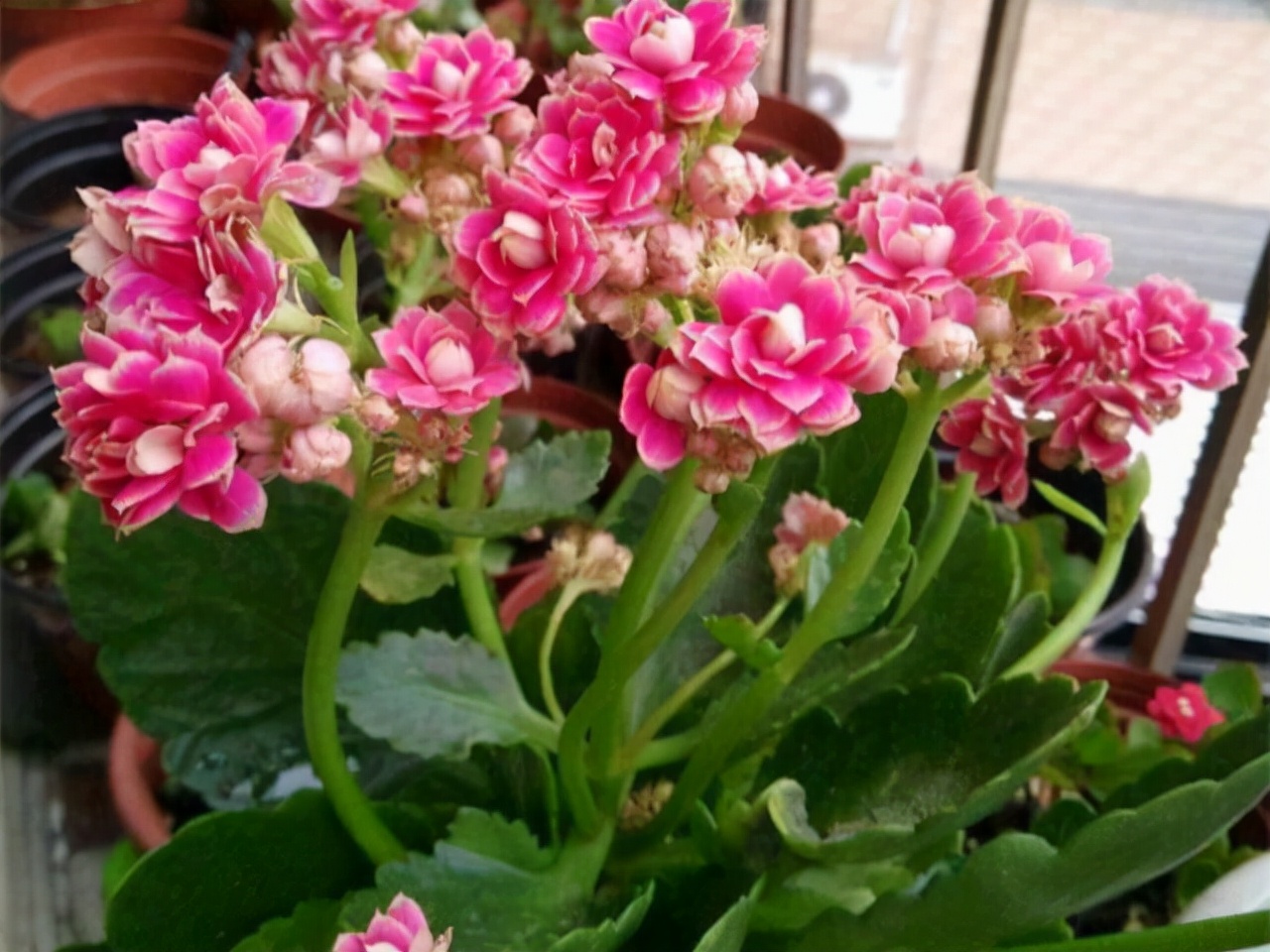 Maintain the longevity flowers you just bought in October. Five aspects ...