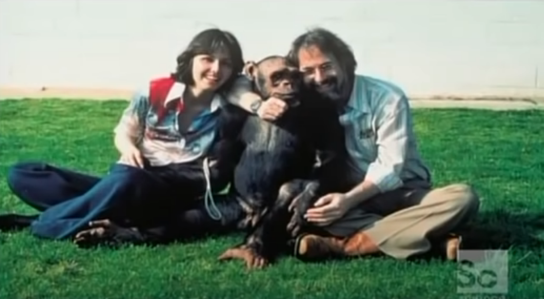 The chimpanzee closest to Caesar: Oliver, what are the consequences of ...