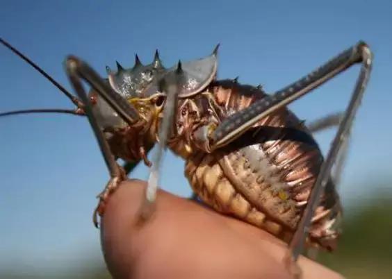 "Fighter" among insects: Africa's most dangerous cricket, capable of ...