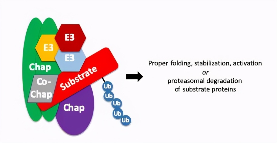 After successfully degrading KARS and PROTAC, CHAMP comes - iNEWS