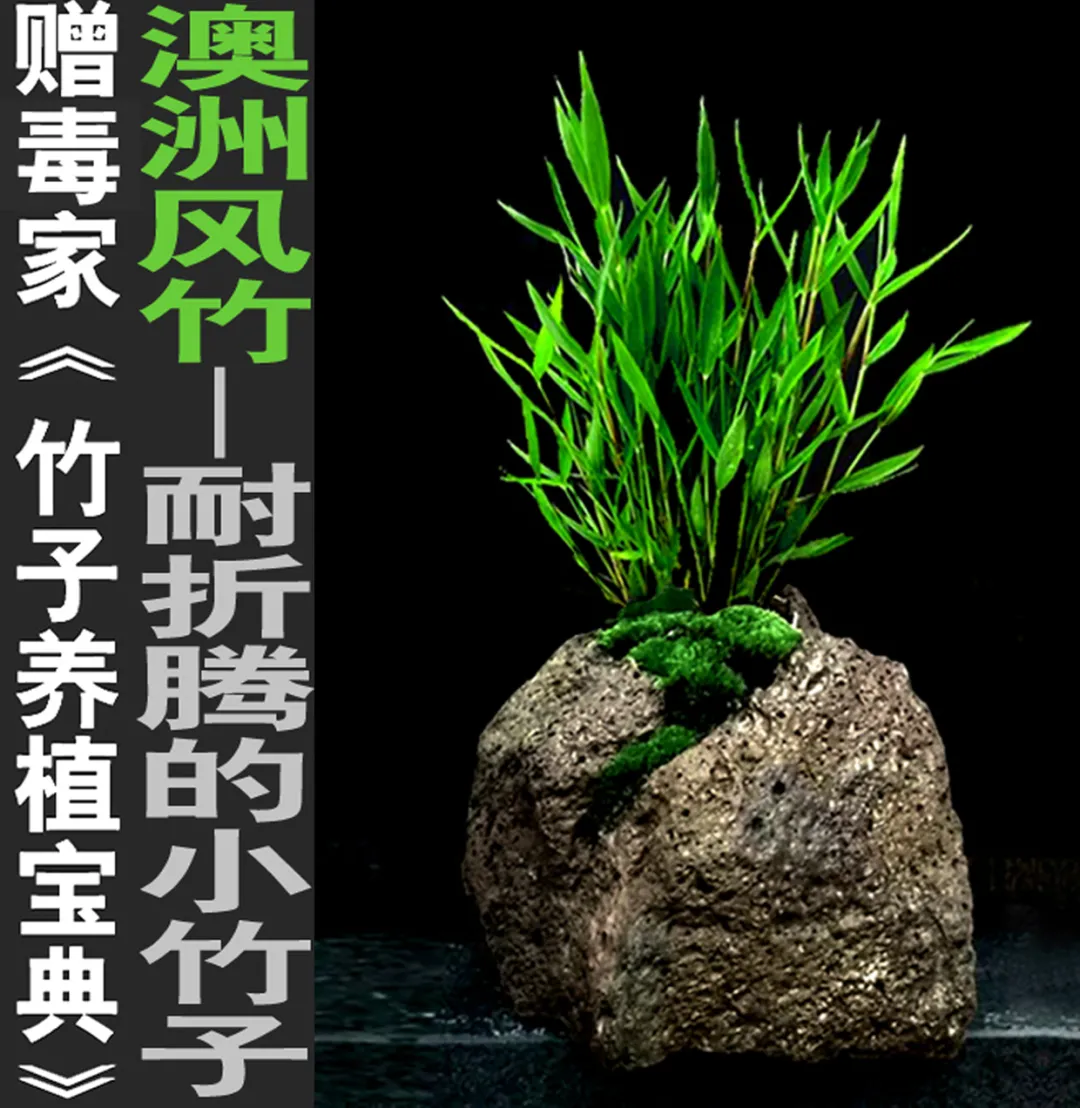 How can we grow small potted bamboos? - iNEWS
