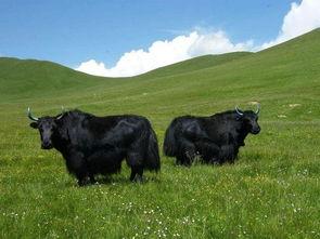What is yak milk?Do you know the benefits of yak milk to the human body ...
