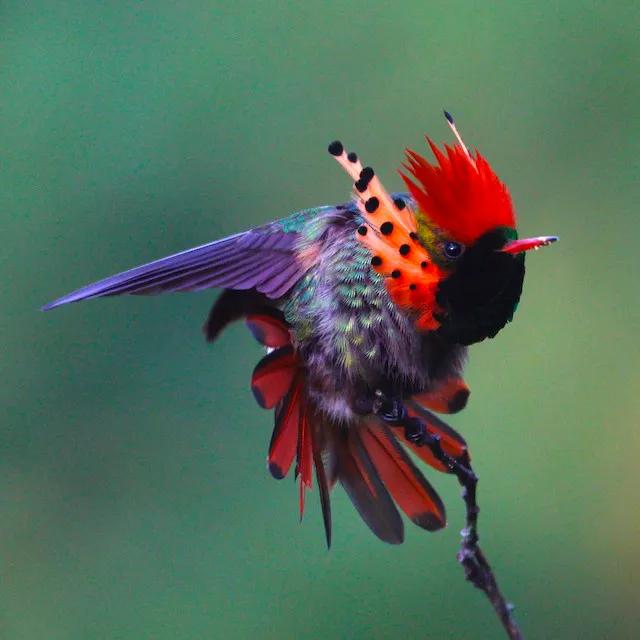 The hummingbird among the hummingbirds, the elves among the elves - iNEWS