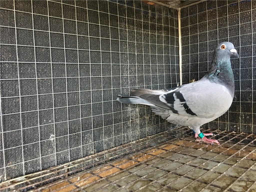 Do you have a fast and good pigeon? - iNEWS