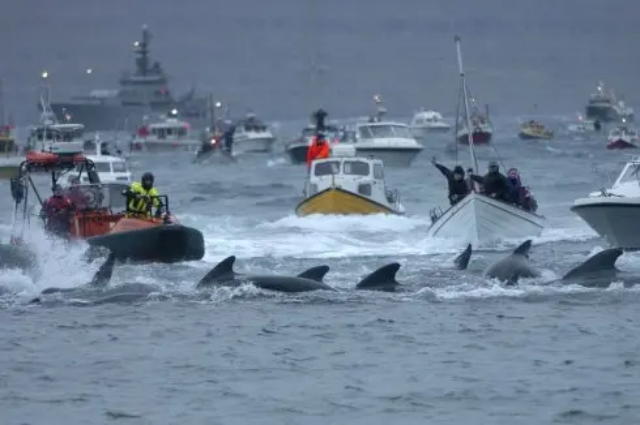 Danish traditional whaling festival, called a hunting feast, 175 pilot ...