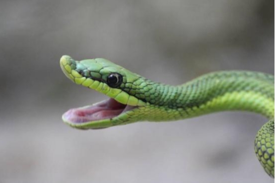 Snakes that have been soaked for half a year will bite people?How ...
