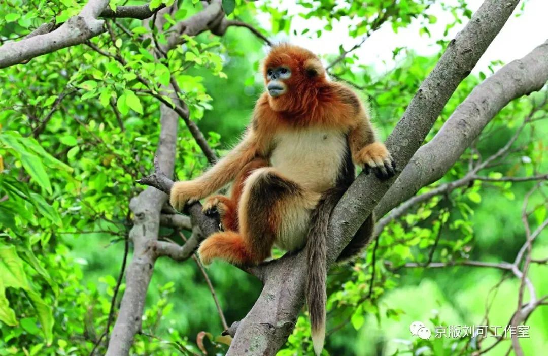 "The Losing Beauty of China's Endangered Animals and Plants" - iNEWS