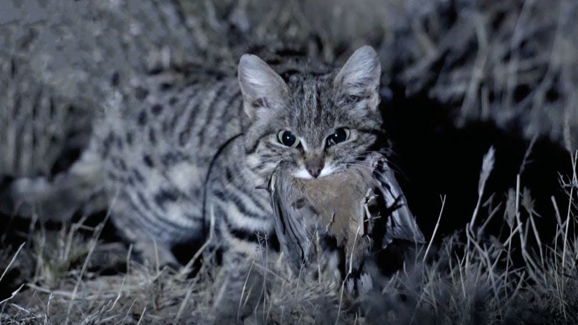 Black-footed cat: the deadliest cat on earth, with a predation success ...