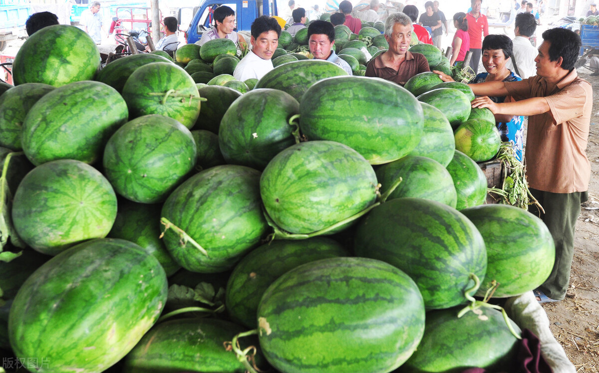 Ordinary Mongolians can't afford watermelons, they cross the border to ...