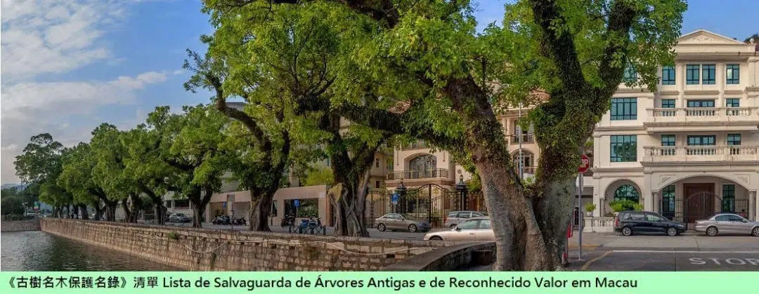 Discover Macau│ Take you to know the century-old trees in the busy city ...