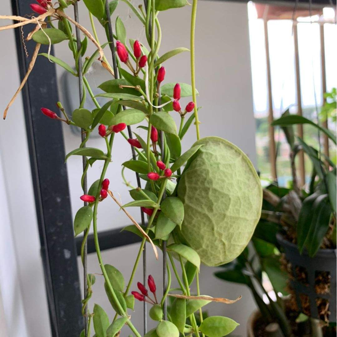 I keep a pot of "frog vine" at home, the leaves are a "little purse ...