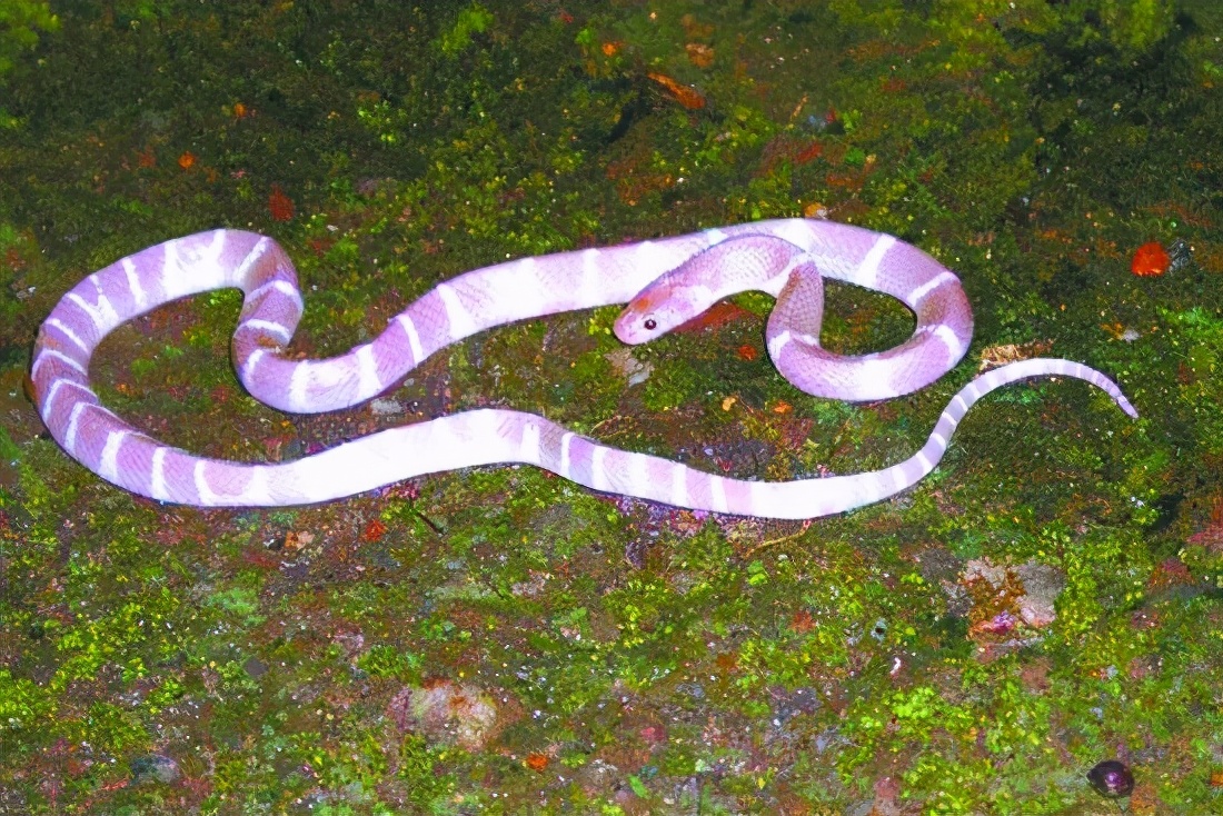 3 kinds of highly venomous ring snakes, besie the king snake, and fight ...