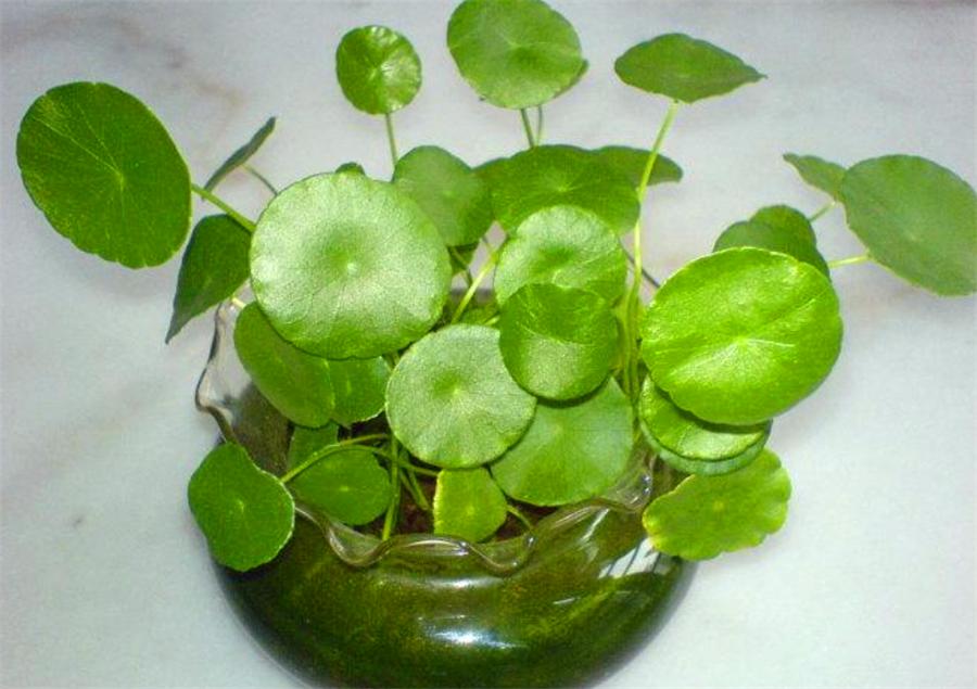 In summer, there are "3 fears" in copper coin grass. No wonder the ...