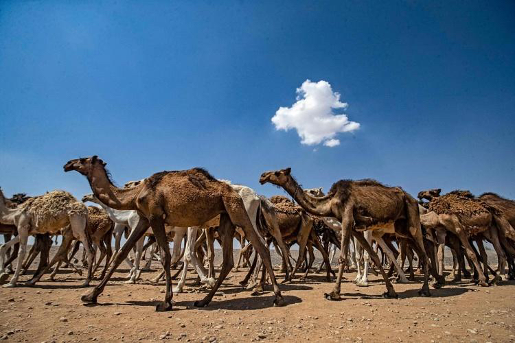 An Australian farmer shot and killed 113 wild camels in 3 hours. Why ...