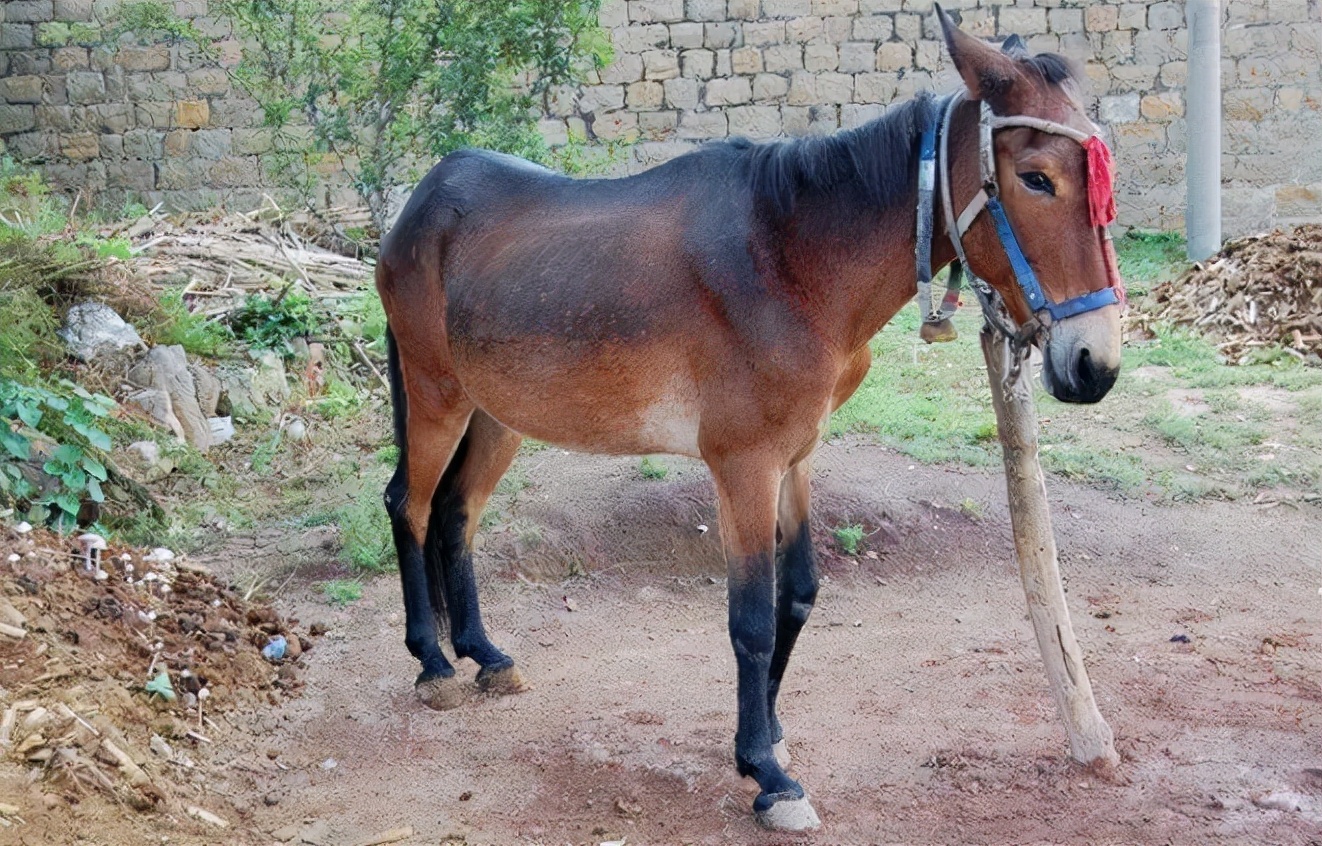 What is the "backcross" of animals, and why do humans sneer at it? - iNEWS