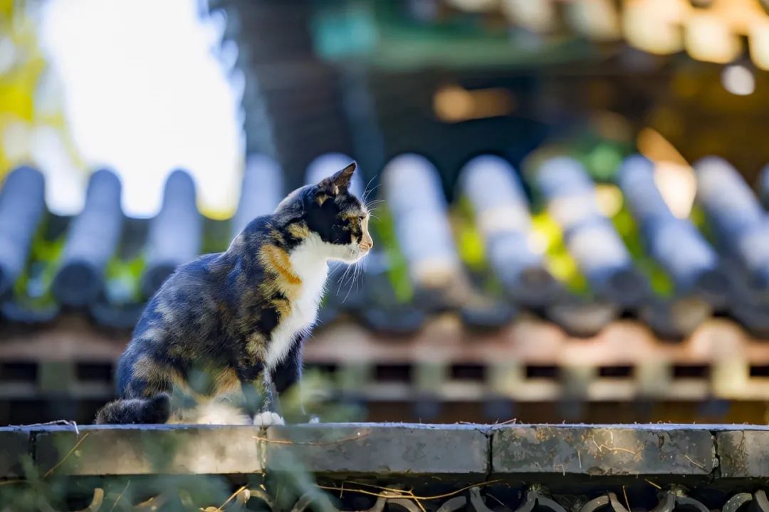 EOS R6 is the best when shooting cats and feelings right - iNEWS