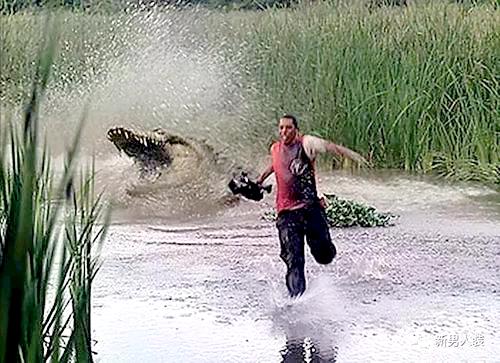 Is it because it preys on too many Nile crocodiles that the Gustav ...