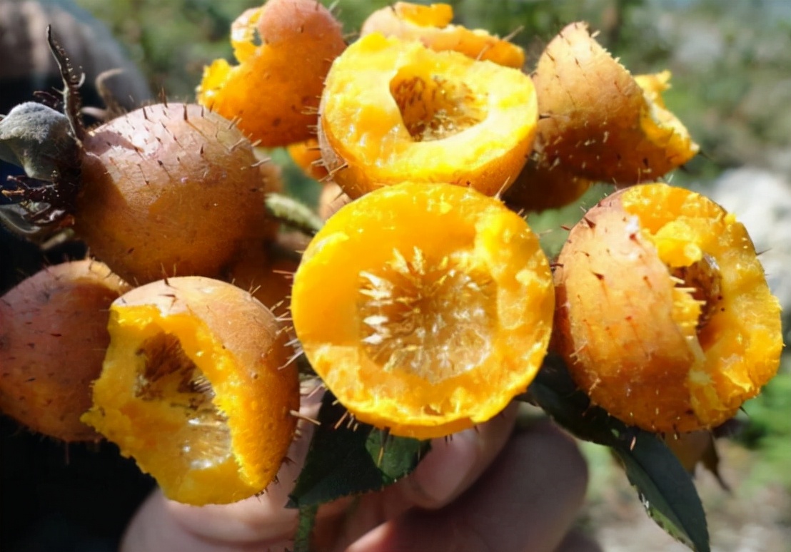 There are thousands of drinks, why does Song Yi love piercing Ningji?I ...