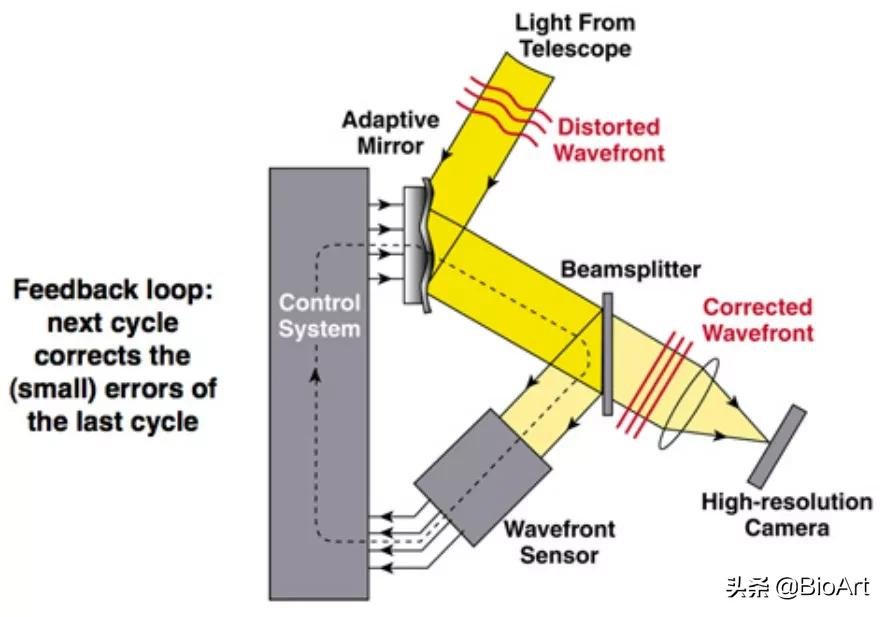 Dai Qionghai's team made long-term observations of mammals in vivo with ...