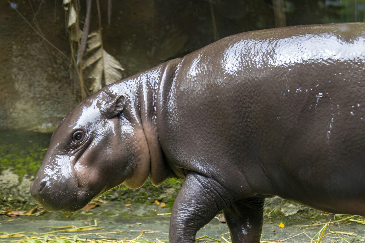 Hippo's cousin, the Japanese hippopotamus, is a miniature "sweat ...