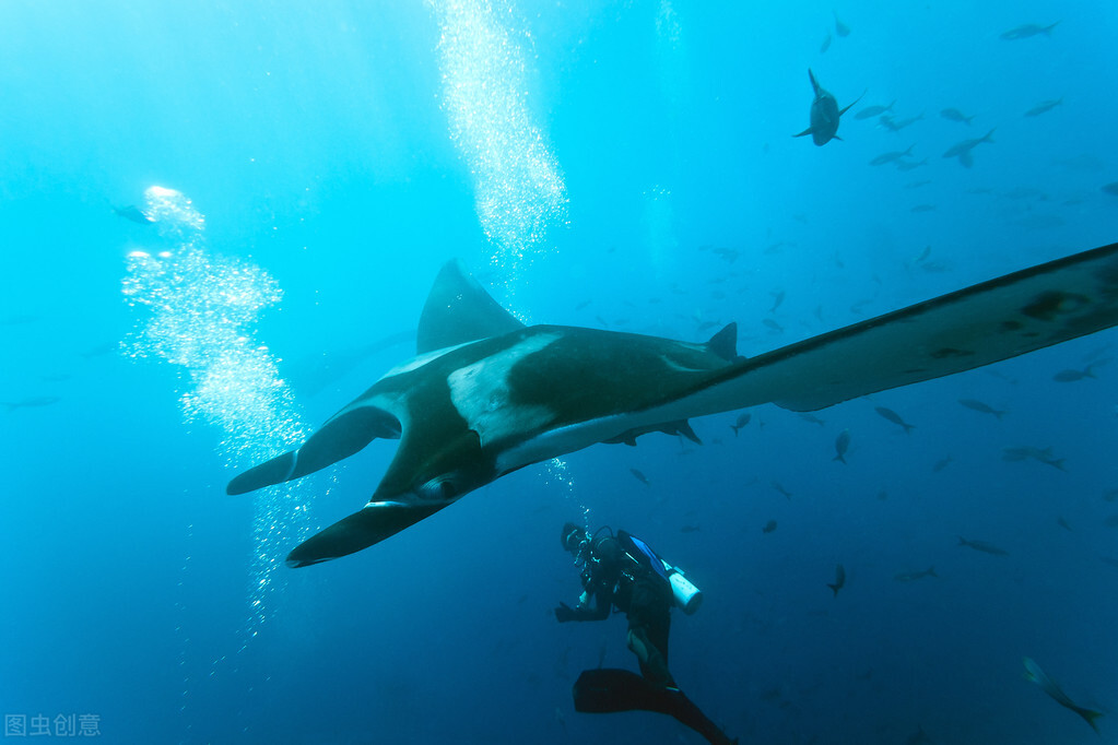 The five longest fish in the world, you may not find a fish longer than ...