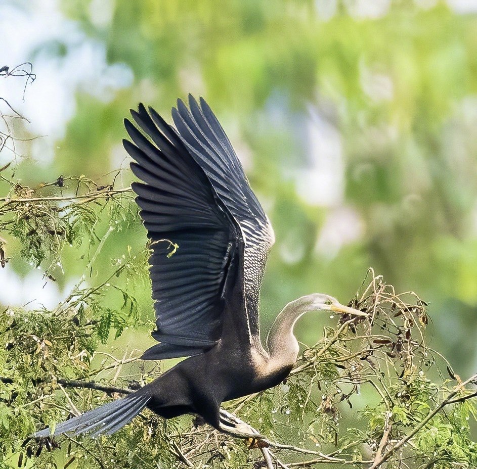 Disappeared for 90 years!What are the characteristics of the "snake ...