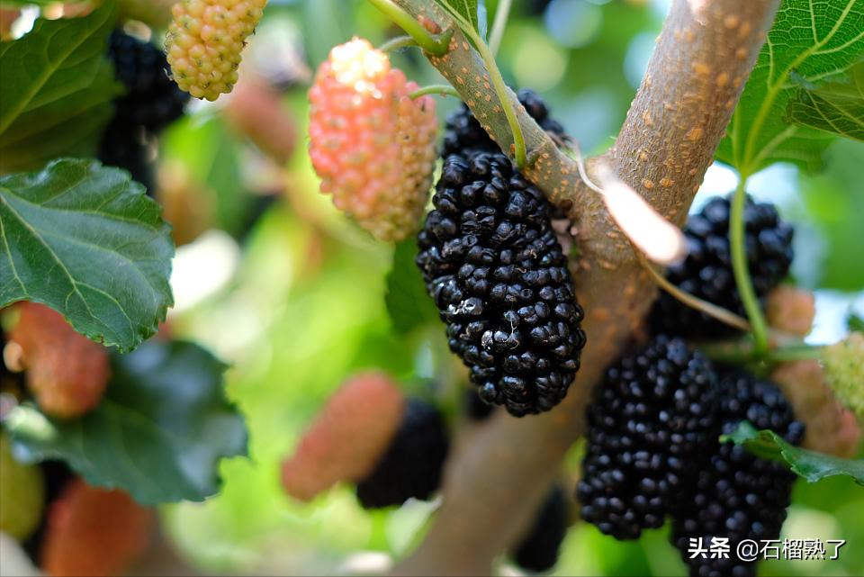 What are the unknown exotic fruits in Xinjiang? - iNEWS