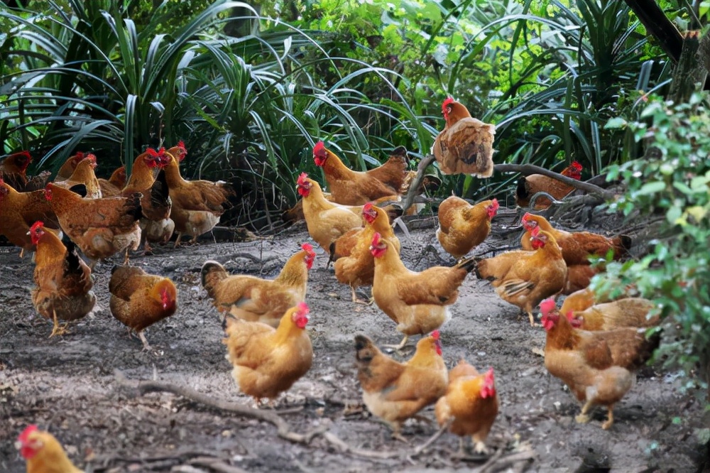 4 famous dishes in Hainan, because of a delicacy, fall in love with a ...