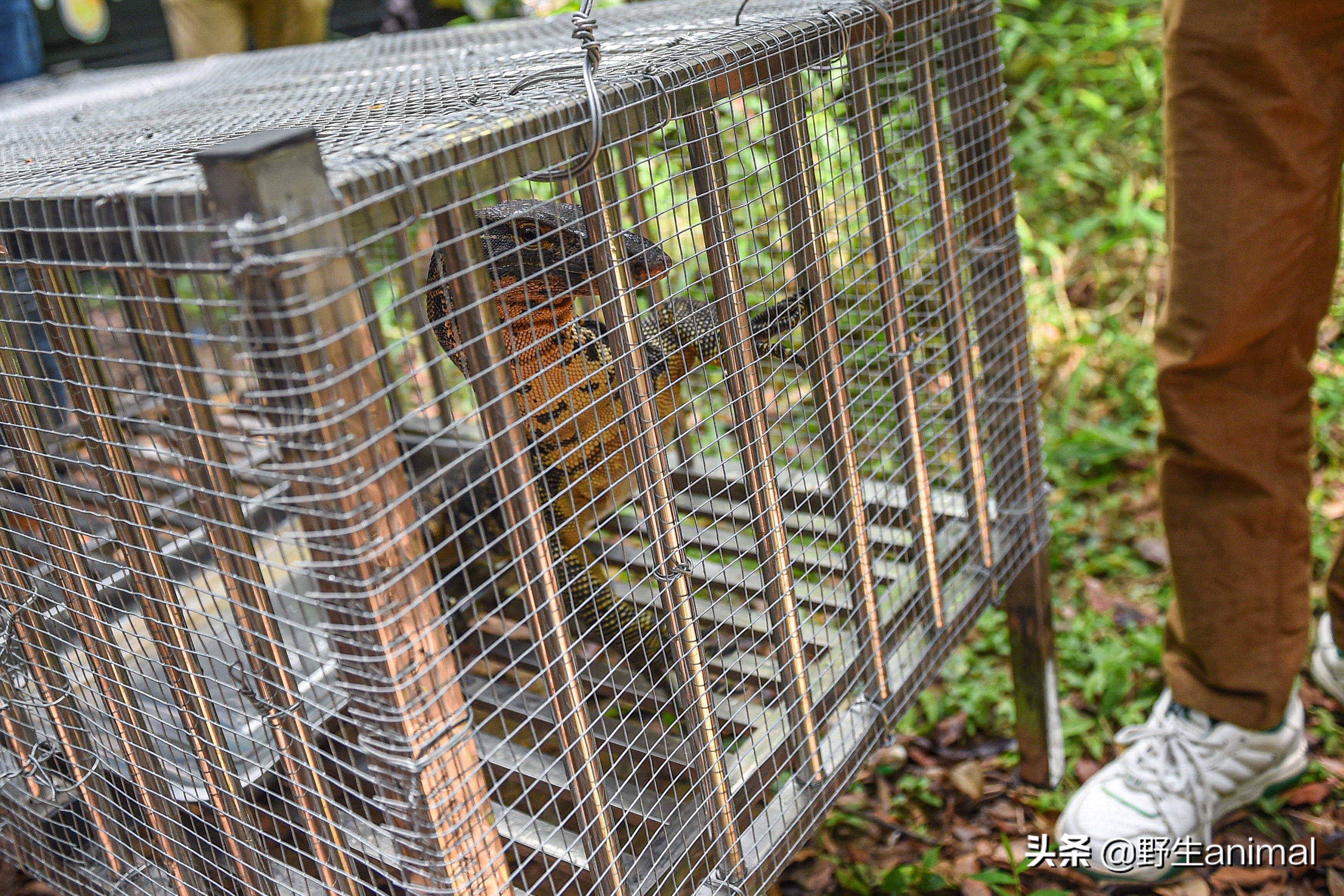 The five-clawed dragon is the symbol of the emperor. What is the Yunnan ...