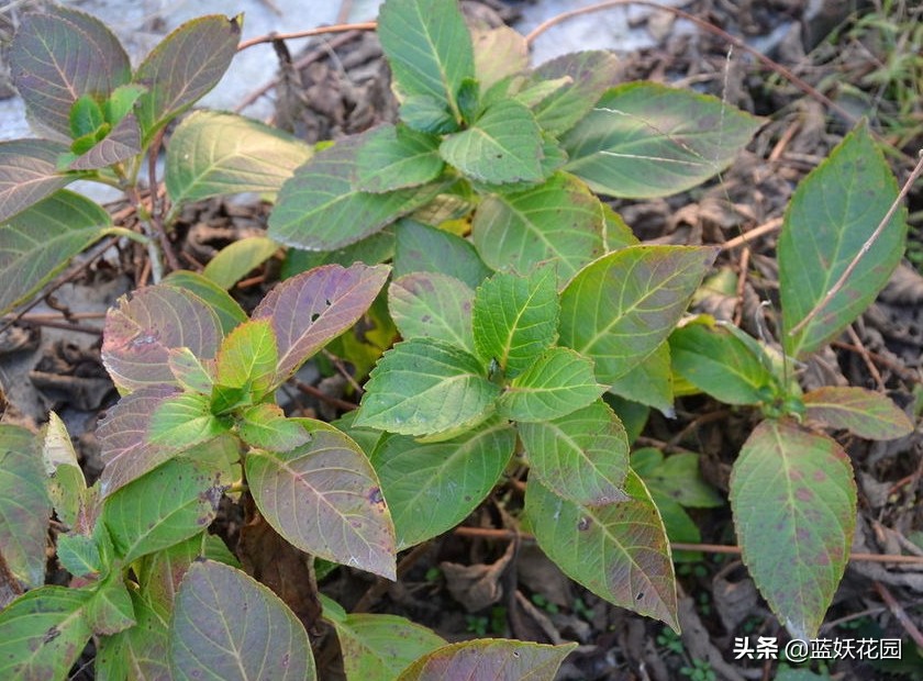 The brown spots on the leaves of hydrangea, is it sunburn or disease ...