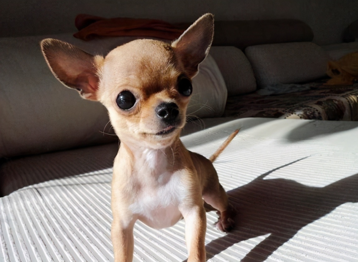 7 petty dogs in the dog world, who knows who raises them - iNEWS