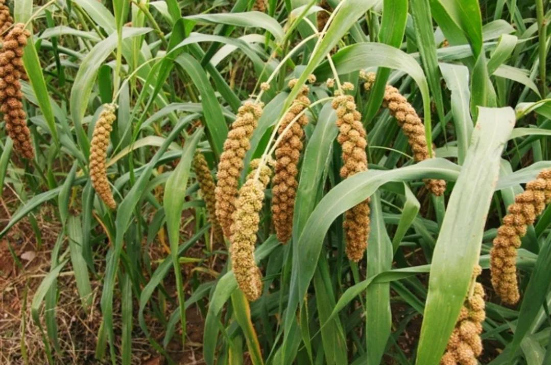 Is there a difference between millet and yellow rice? In comparison ...