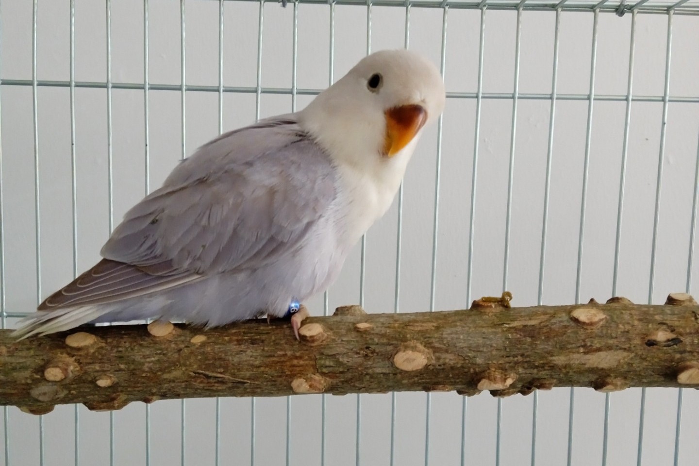 All the species of peony parrots, the photos are compared, you are no ...