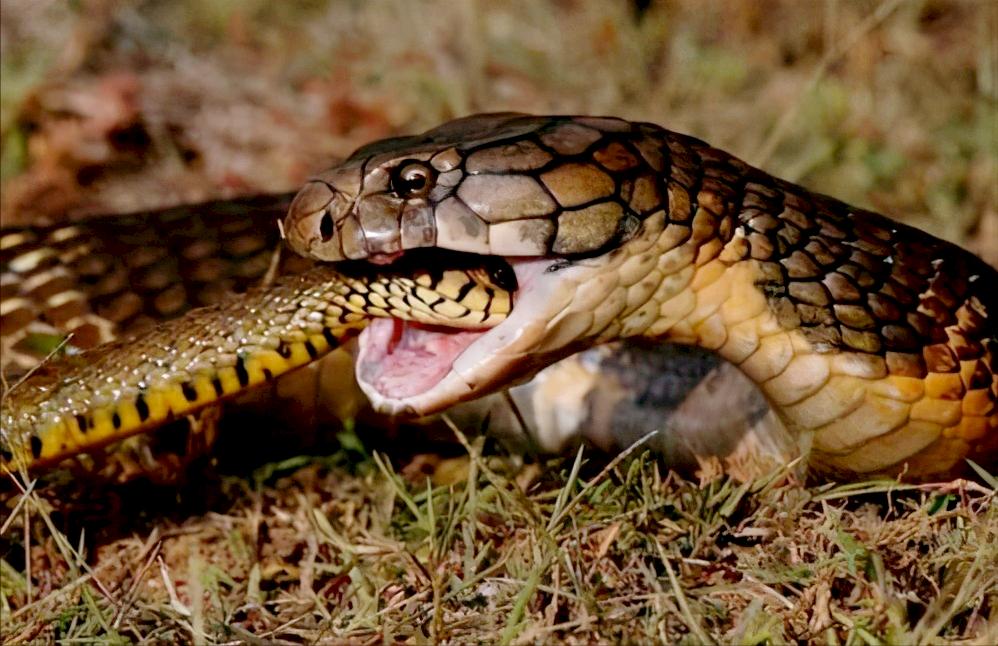 King Cobra: eating snakes, injecting venom, building nests and ...