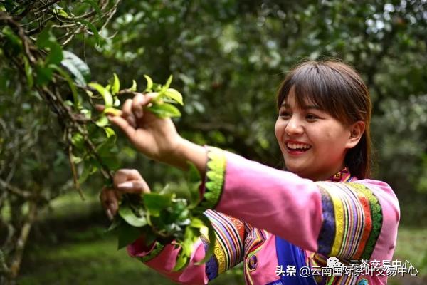 Menghai, Yunnan: More than 2.3 million ancient tea trees are protected ...