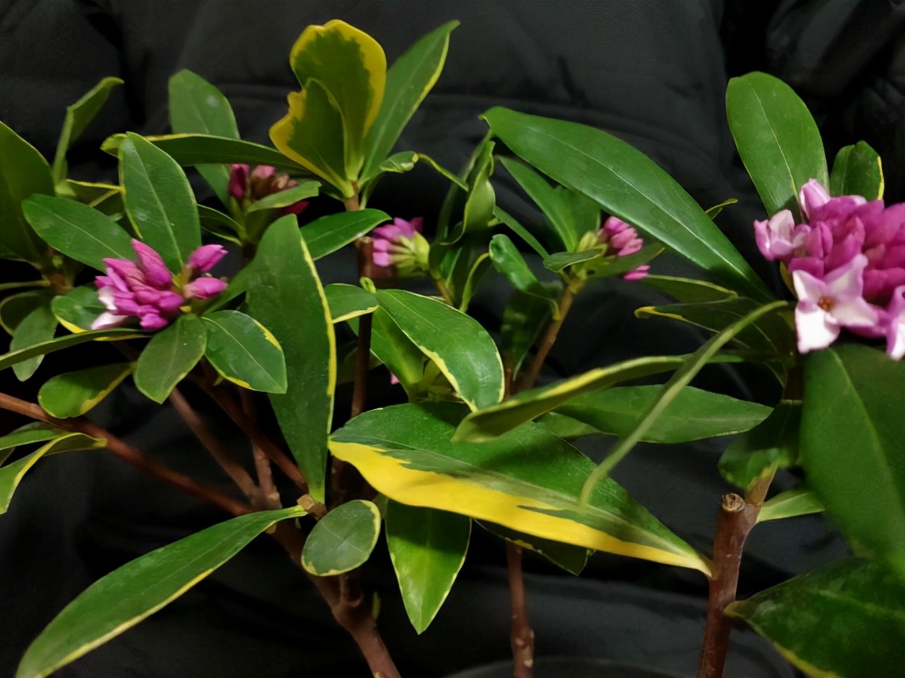 A very fragrant woody flower that blooms and fragrant in the room. It ...