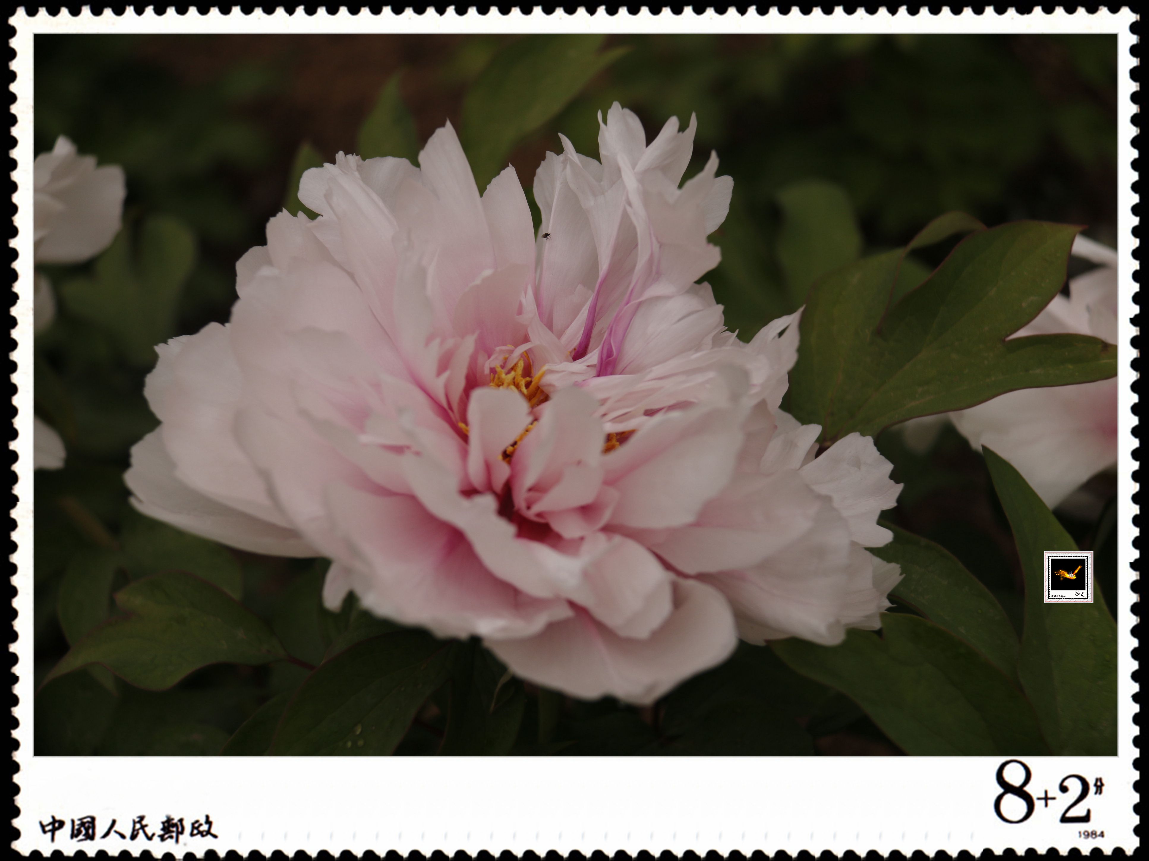 Prose Poem ︱ Peony (Original) - iNEWS