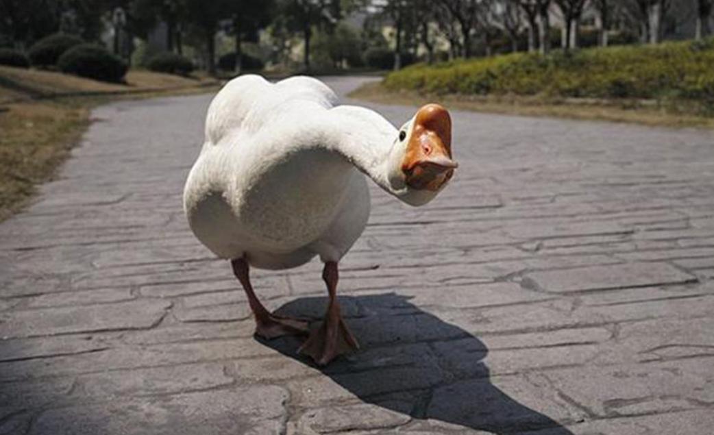 The woman took the goose egg and was chased and bitten by a big goose ...