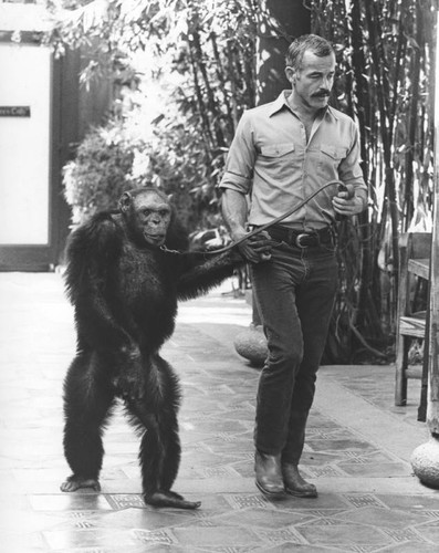 The chimpanzee closest to Caesar: Oliver, what are the consequences of ...