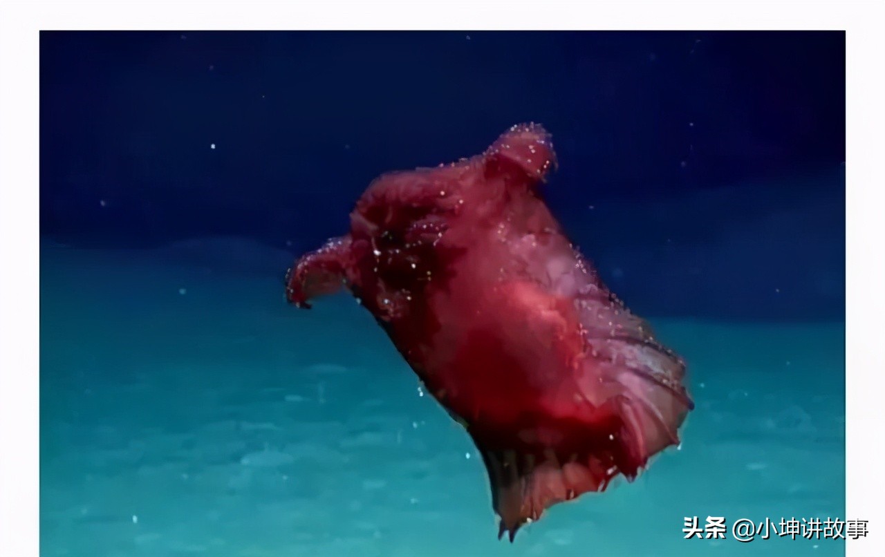 "Headless Chicken Sea Monster" Antarctica is real!Hidden for more than ...