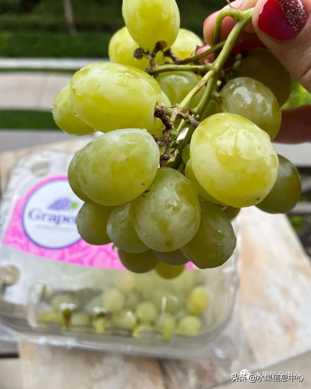 The appearance is not good, the sugar content can reach 23. Have you ...