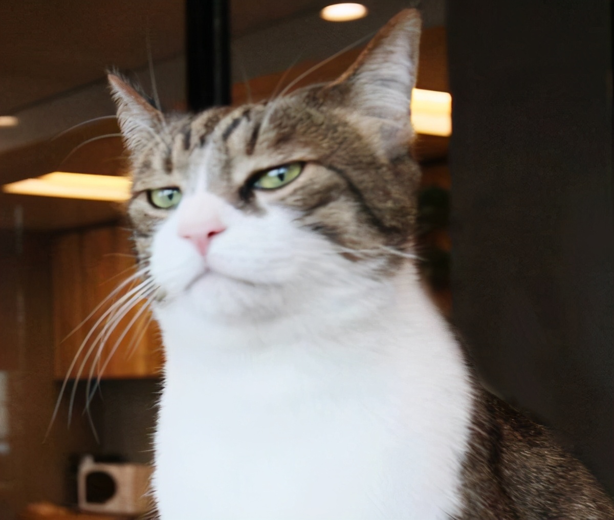 What makes a beautiful kitten suffer from anal fissure so embarrassing ...