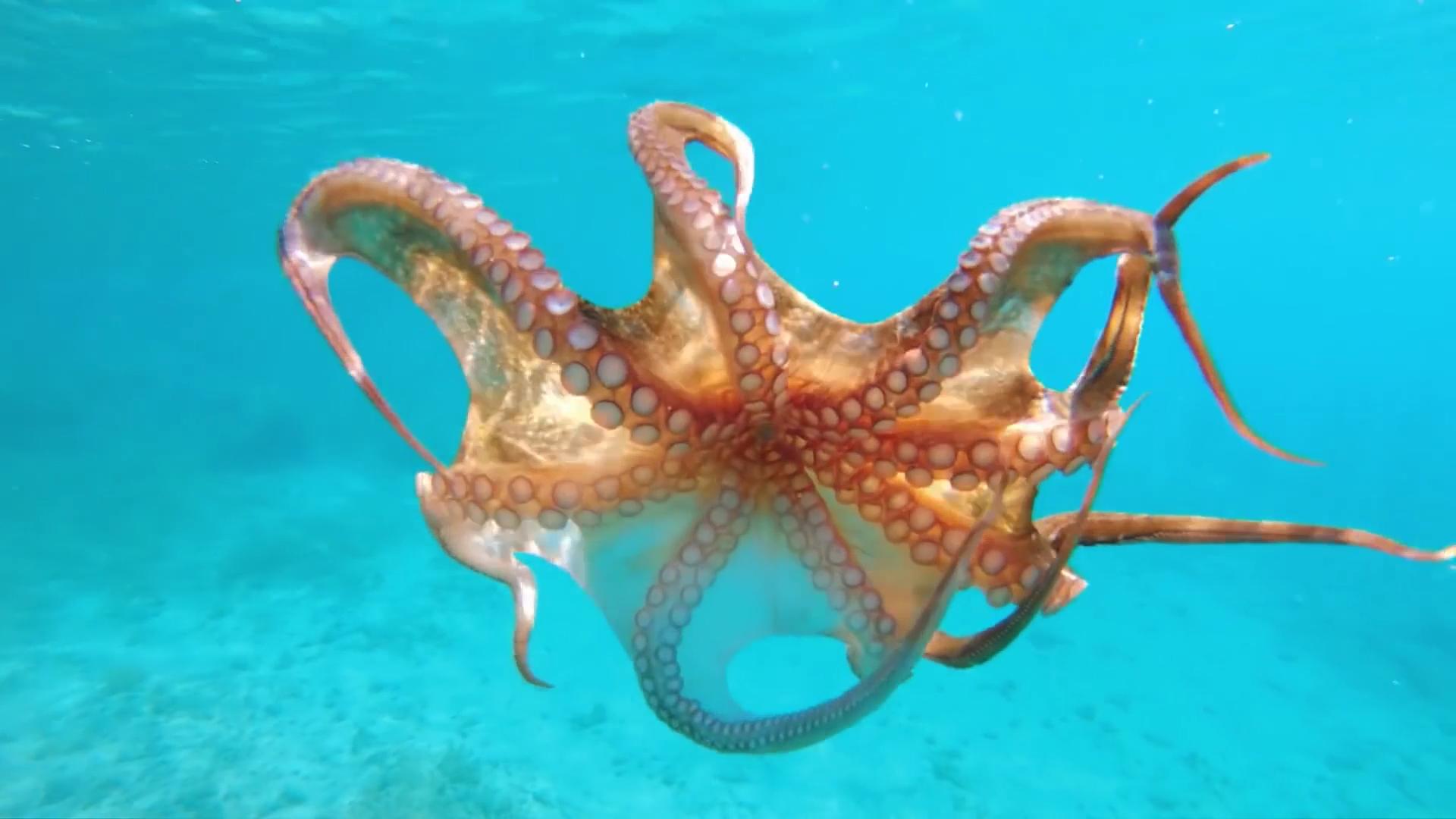 Octopus is an alien creature?Scientist: 3 hearts and 9 brains, octopus ...