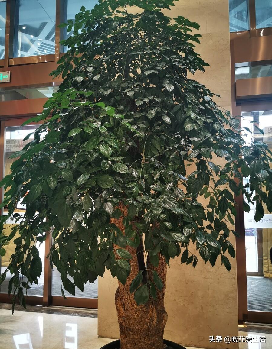 Happiness tree in summer, yellow leaves do not bloom, have you ever ...
