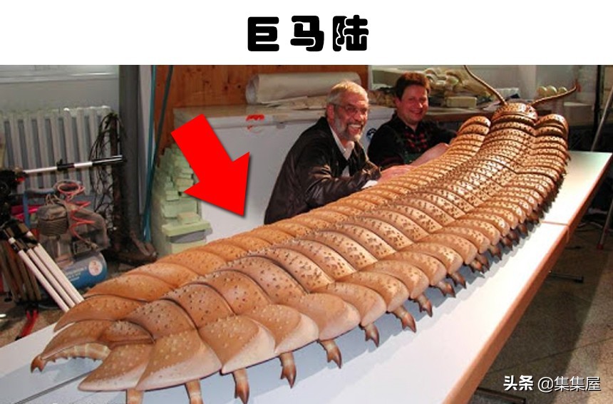 7 very huge animals that existed on earth in the past and present - iNEWS