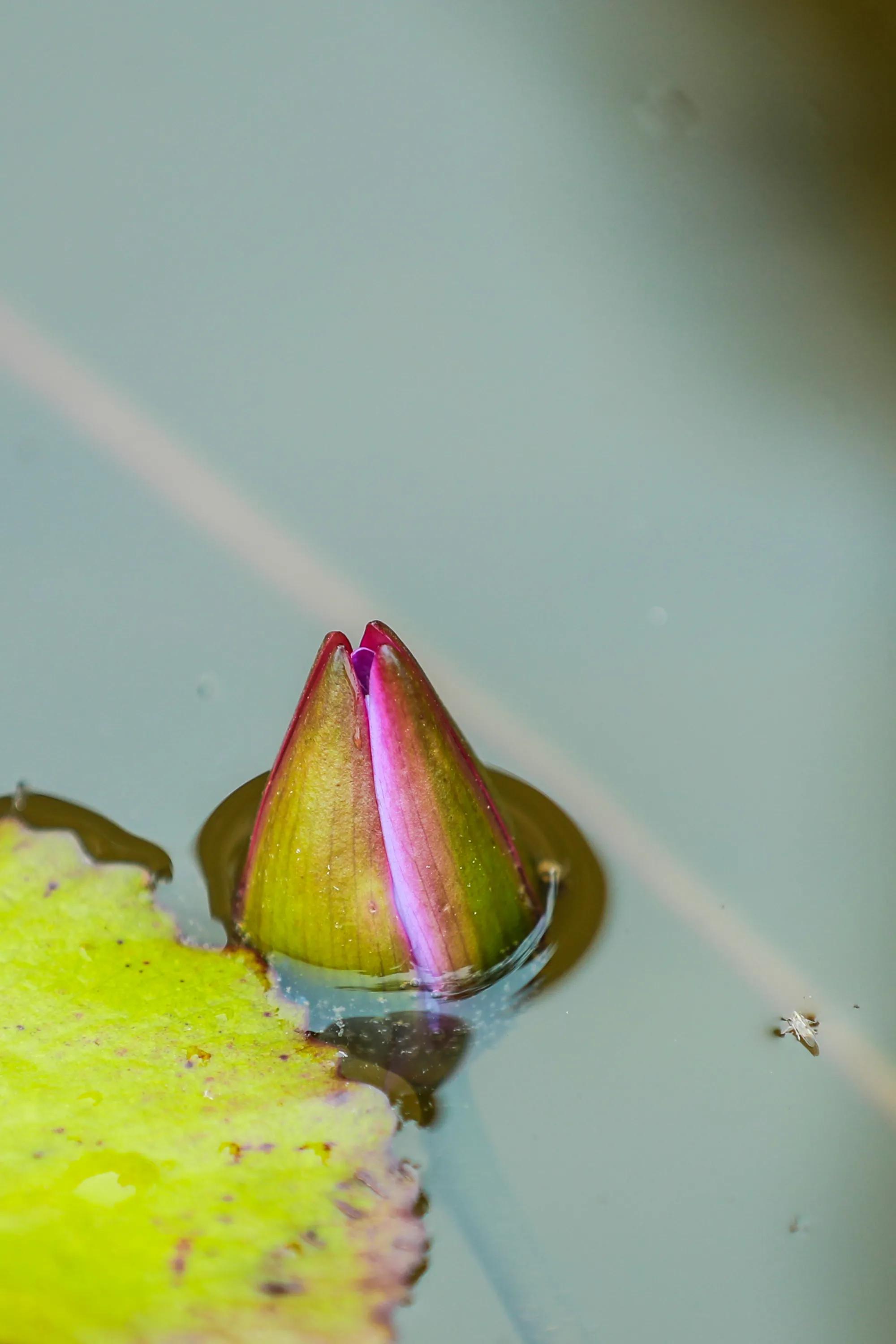 Water Lily Budding Zhilan Valley - iNEWS