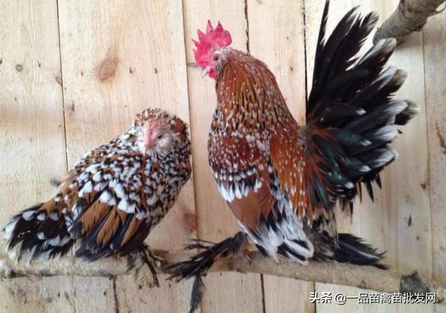 Raising this kind of chicken is very sweet. The "dwarf chicken" that ...