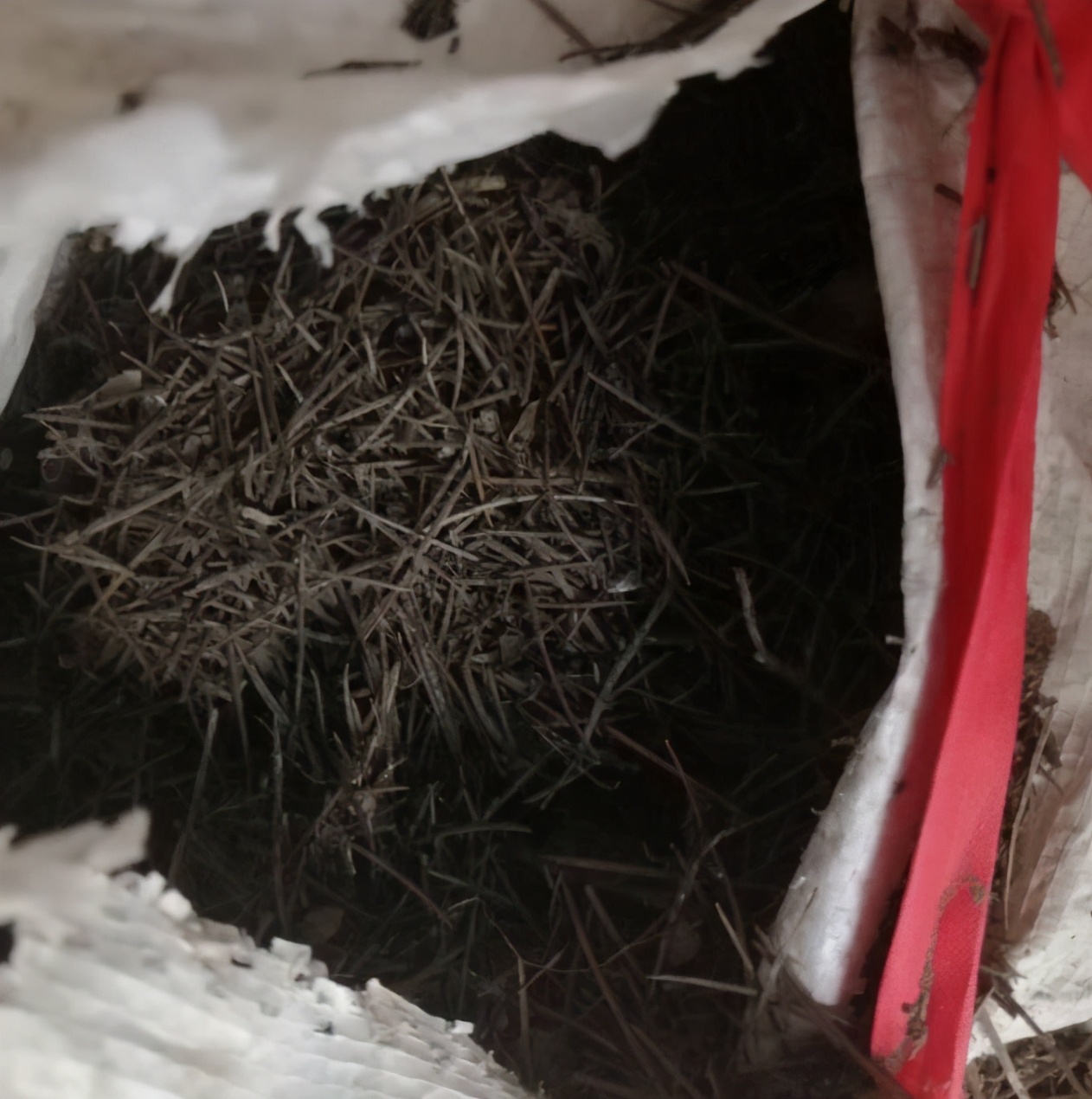 How to raise the pine needle? There are three ways, the potting soil is ...